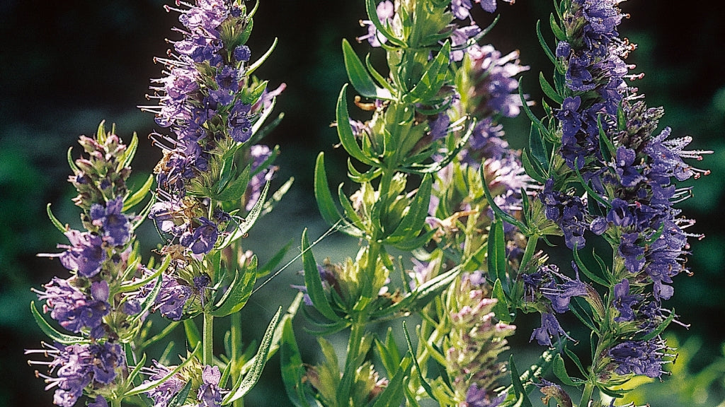 The Incredible Herb Hyssop: Exploring its Benefits – Skin2Live4